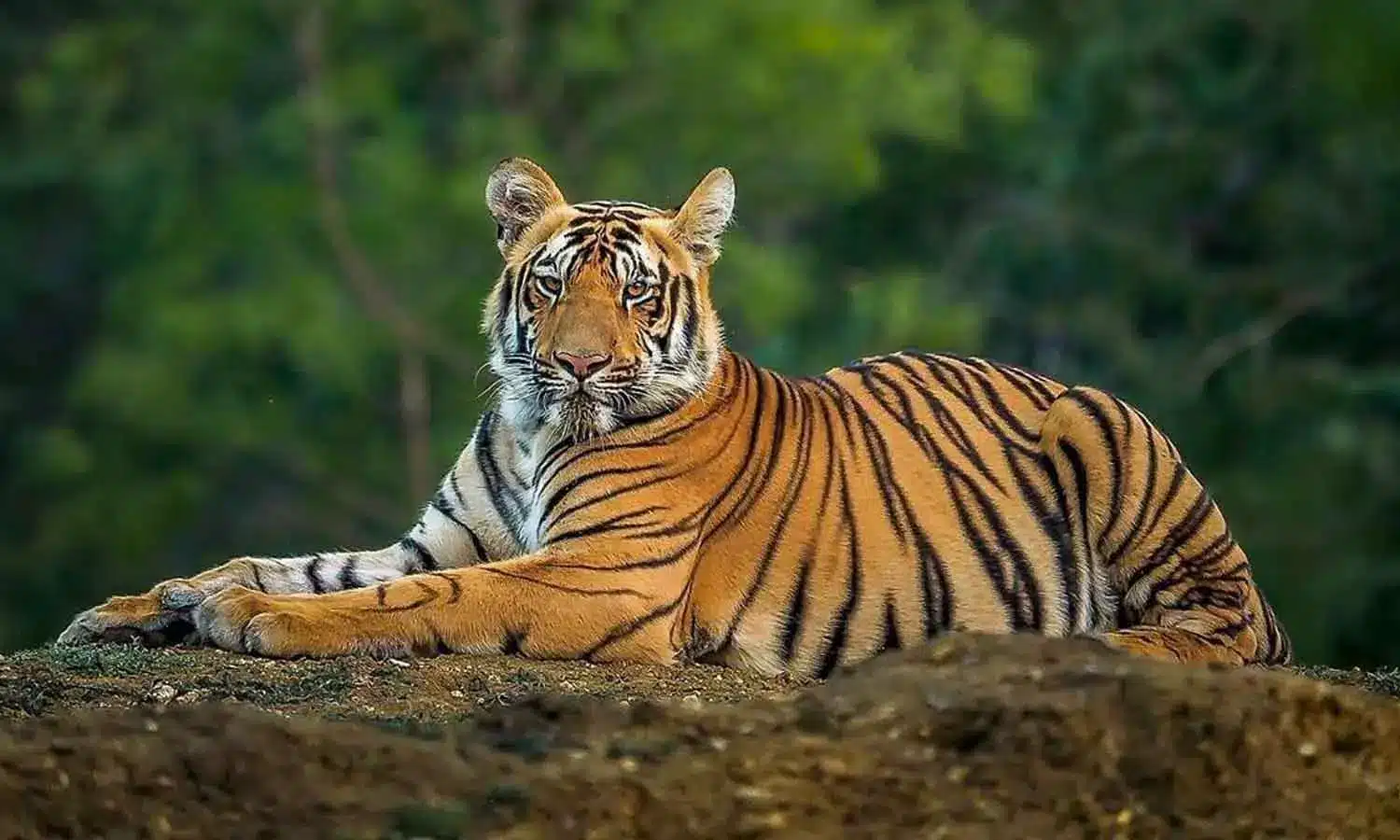 കടുവയെ കണ്ടെത്താനായില്ല...Wayanad